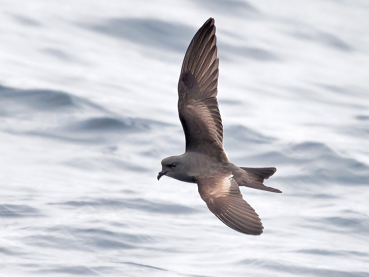 Ashy Storm-Petrel - Hydrobates homochroa - Birds of the World