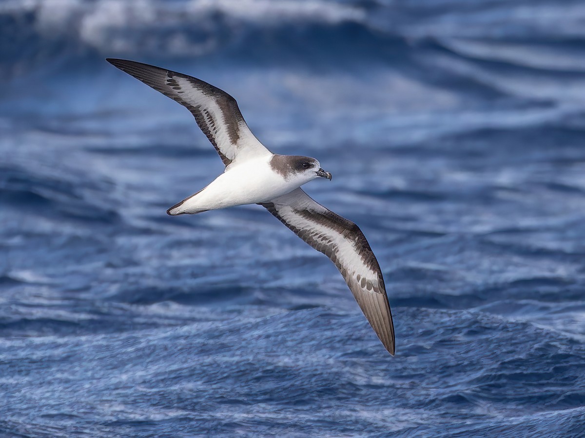 Bermuda Petrel - Pterodroma cahow - Birds of the World