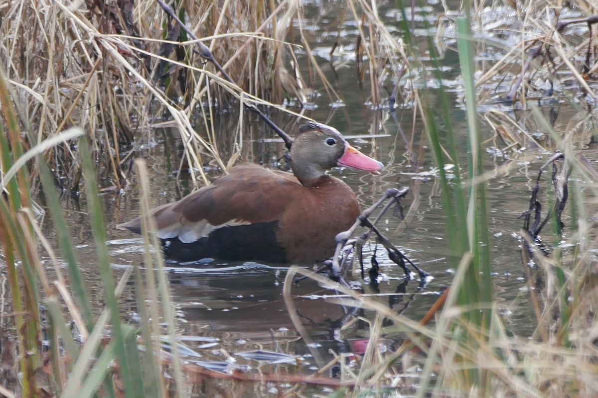 eBird Checklist - 5 Nov 2023 - Stricker's Pond - 13 species