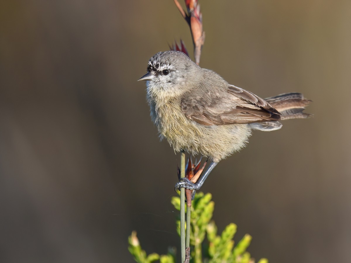 Southern Penduline-Tit - Anthoscopus minutus - Birds of the World