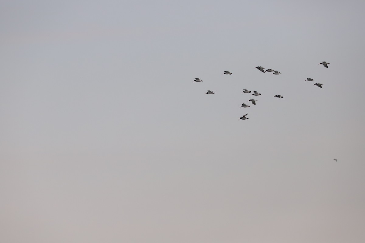 eBird Checklist - 5 Nov 2023 - Rockaway Beach--Edgemere (Beach 32nd ...
