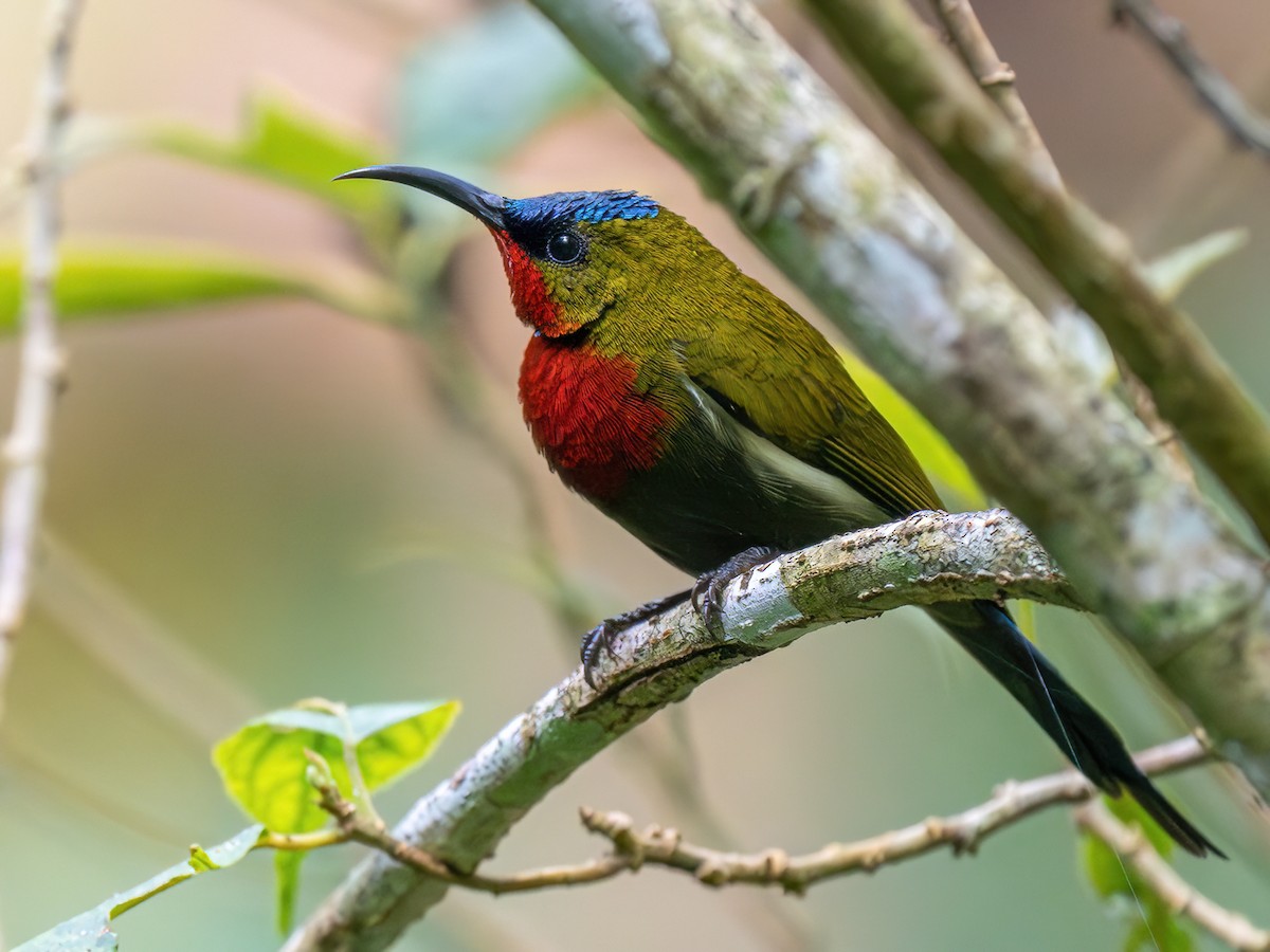 White-flanked Sunbird - Aethopyga eximia - Birds of the World