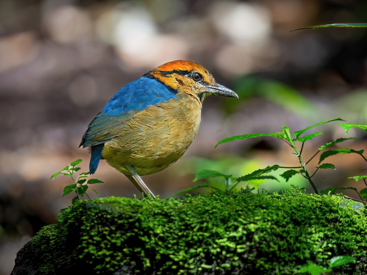 Schneider's Pitta - Hydrornis schneideri - Birds of the World