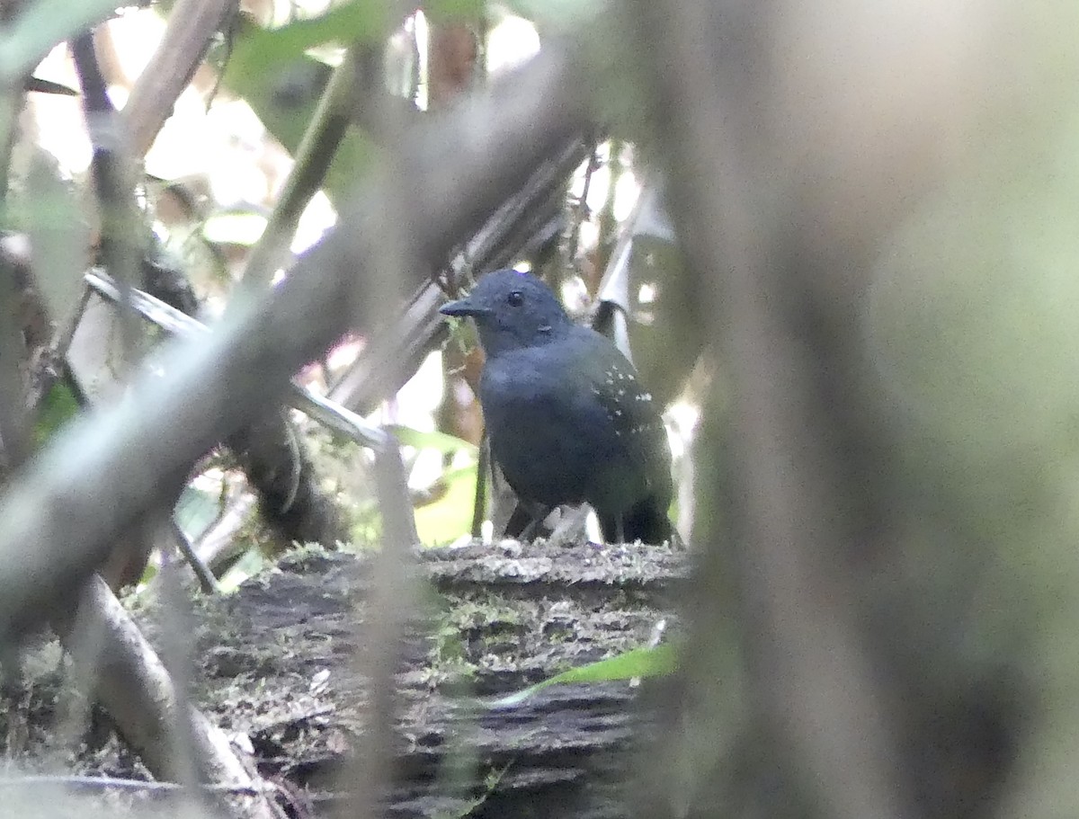 eBird Checklist - 5 Nov 2023 - Kaieteur International Airport [KAI ...