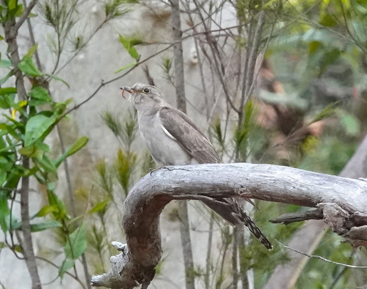 eBird Checklist - 6 Nov 2023 - Orchard Rd dam near Scenic Rd (Redland ...