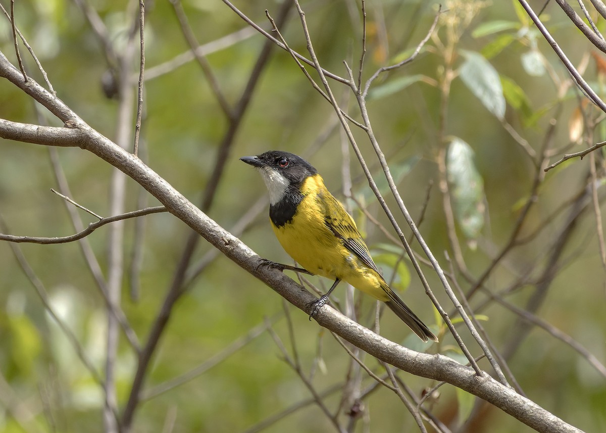 eBird Checklist - 6 Nov 2023 - Wahroonga - 18 species