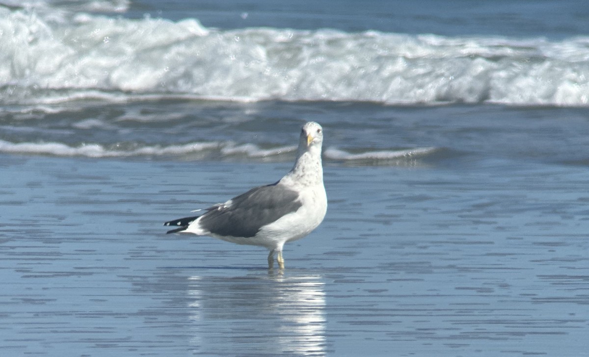 eBird Checklist - 30 Oct 2023 - Breton NWR -- Chandeleur Island ...