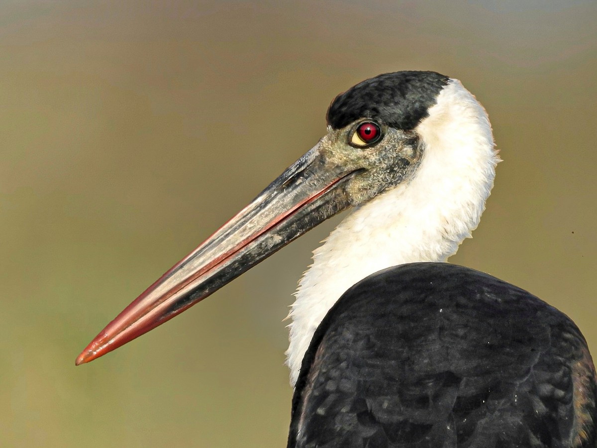 Asian Woolly-necked Stork - Ciconia episcopus - Birds of the World