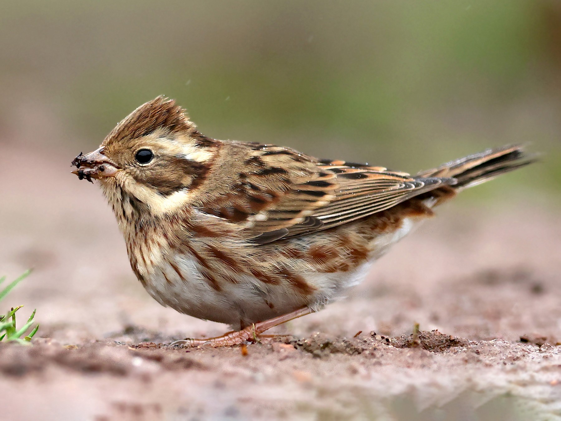 Rustic Bunting - eBird