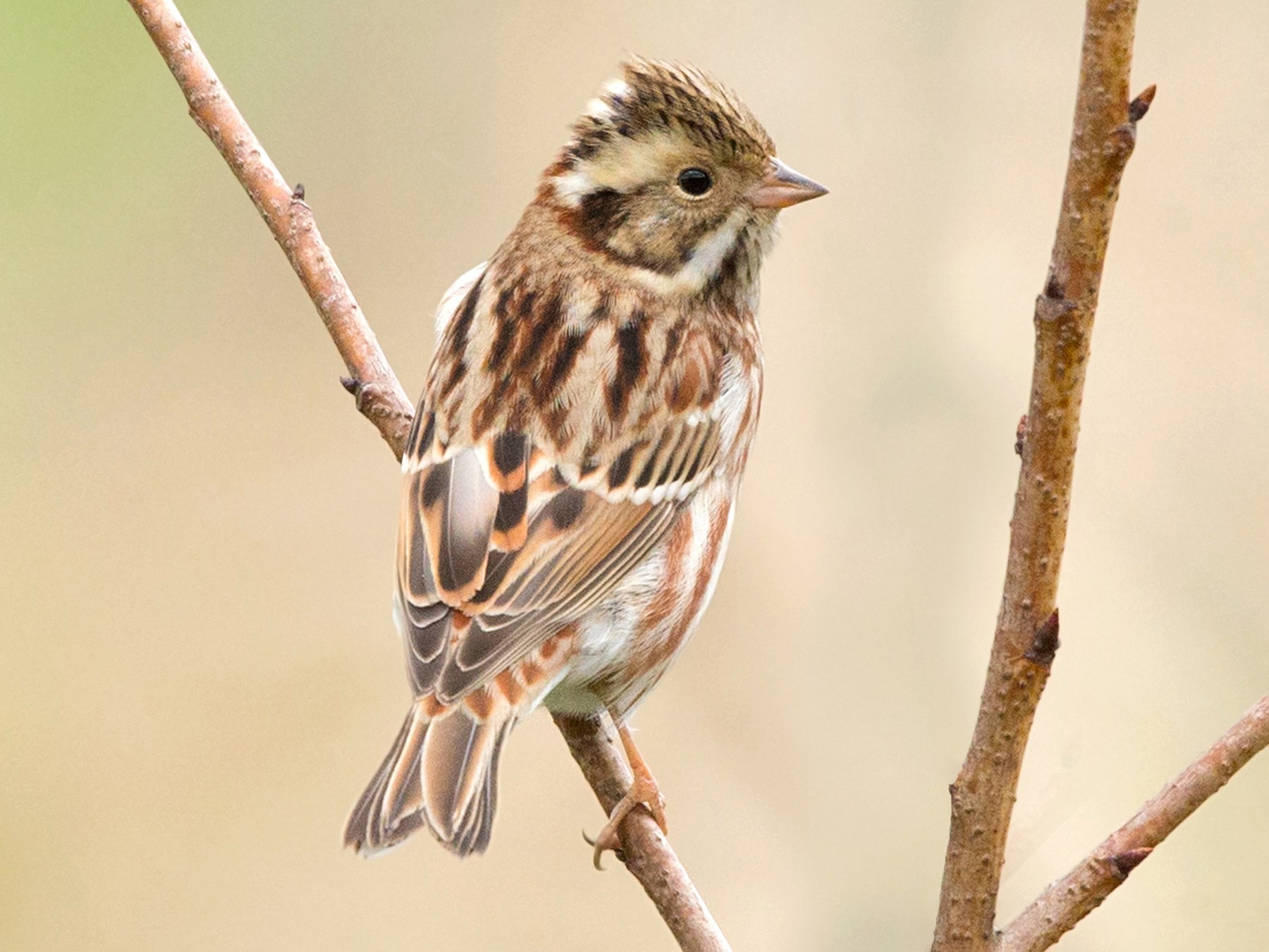 Rustic Bunting - eBird
