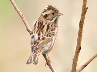 Rustic Bunting - eBird