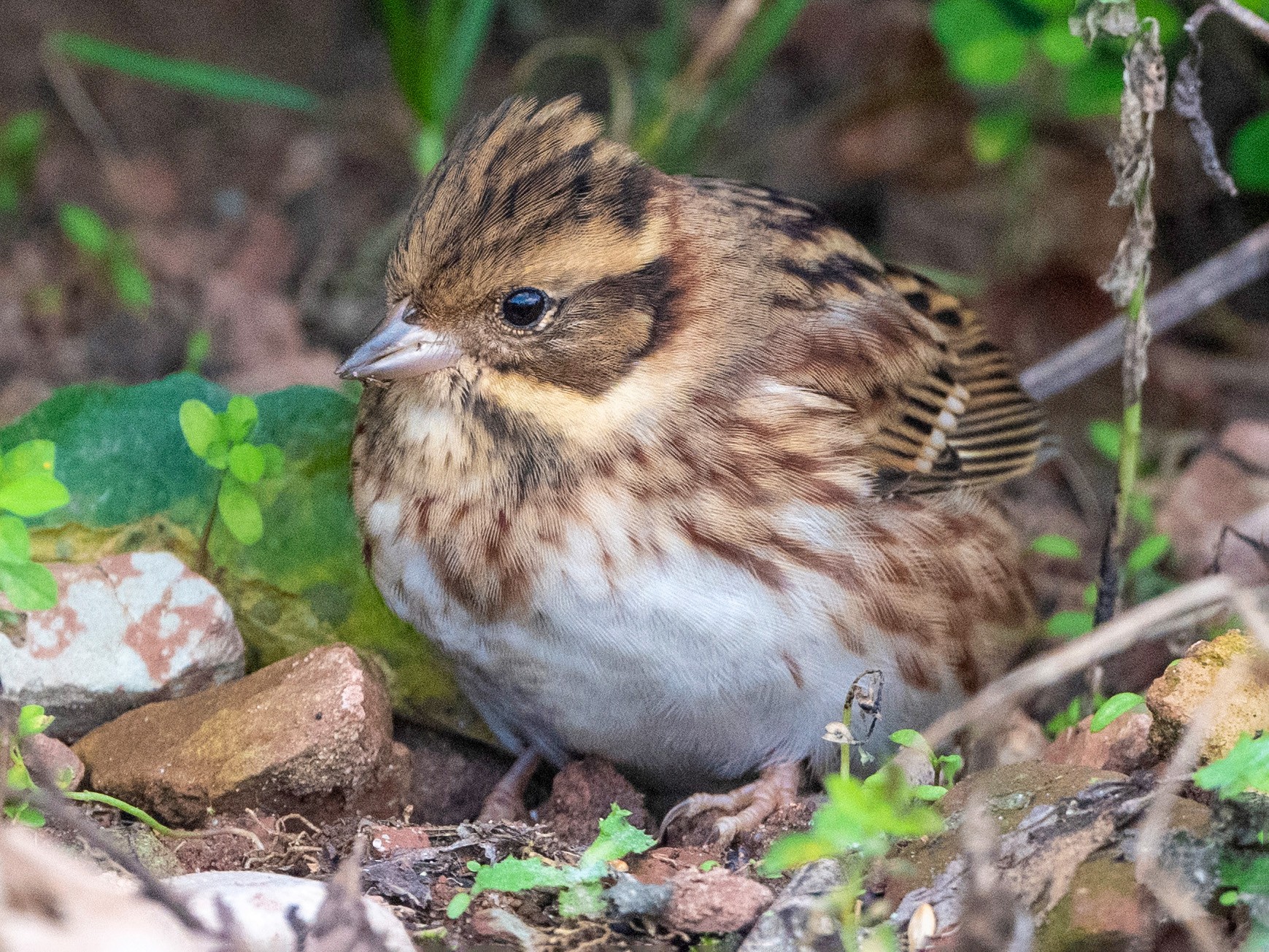 Rustic Bunting - eBird