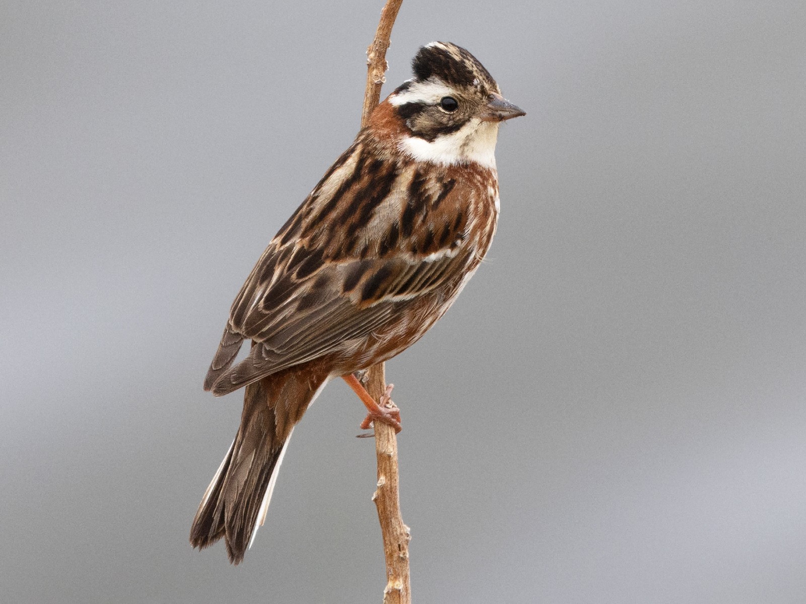 Rustic Bunting - eBird