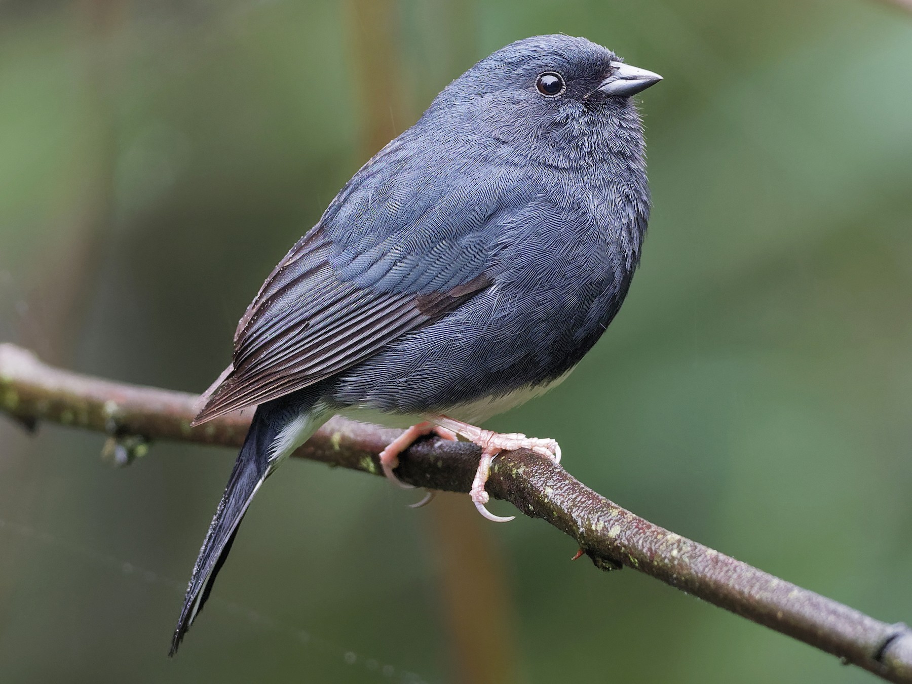 Slaty Bunting - eBird