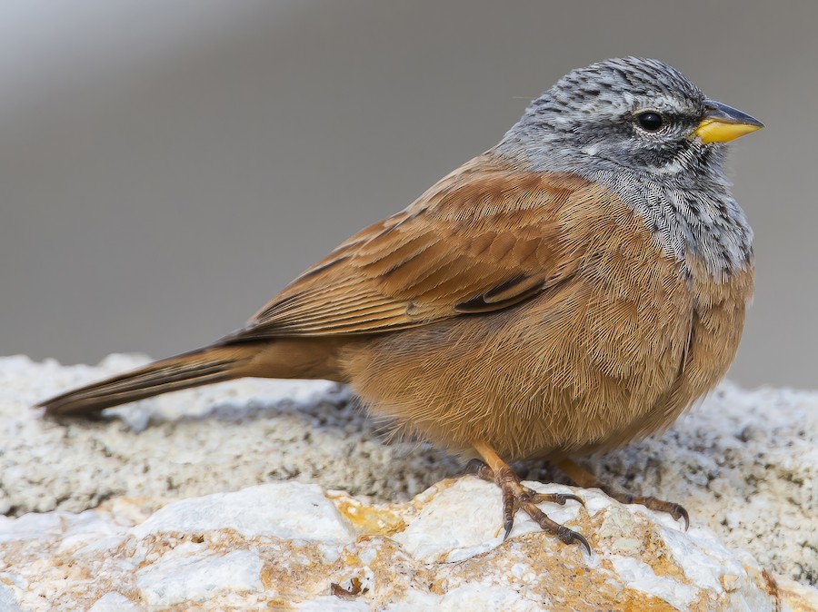House Bunting - eBird