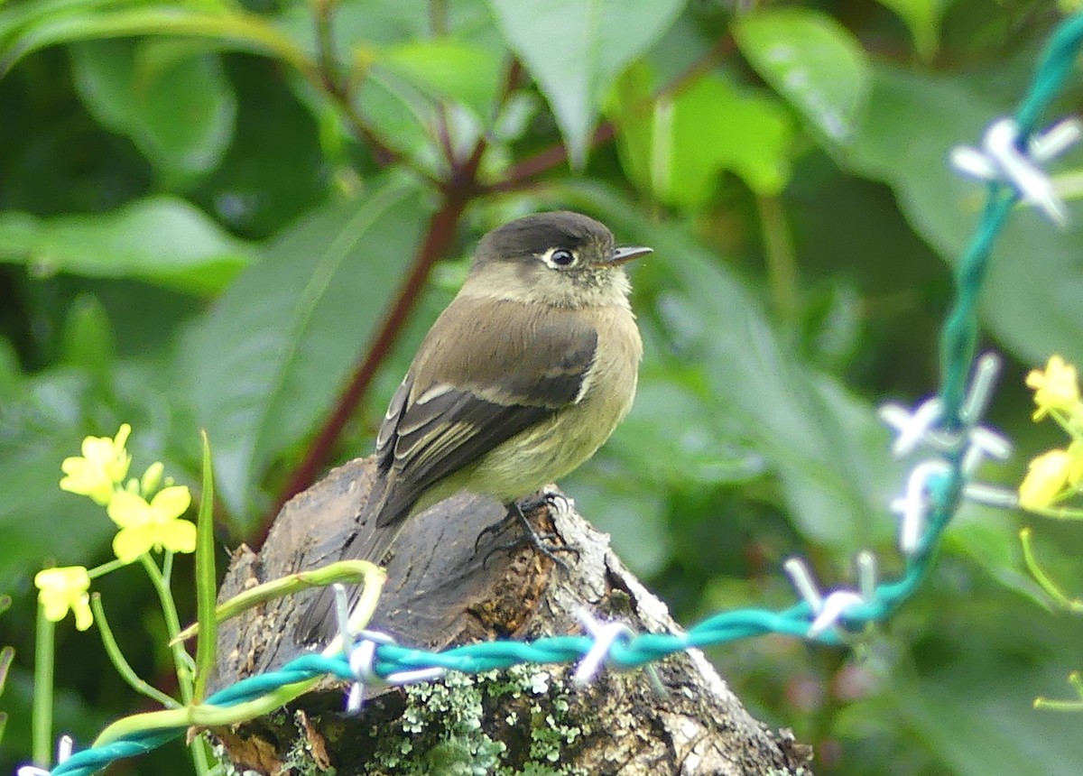 eBird Checklist - 6 Nov 2023 - Complejo Turístico Noche Buena - Museo ...