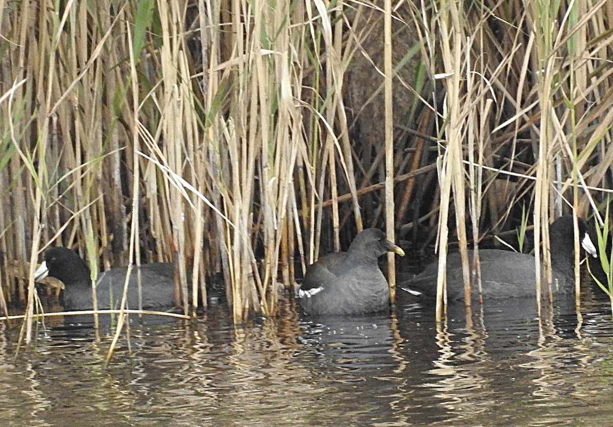 eBird Checklist - 6 Nov 2023 - Parker River NWR - 53 species