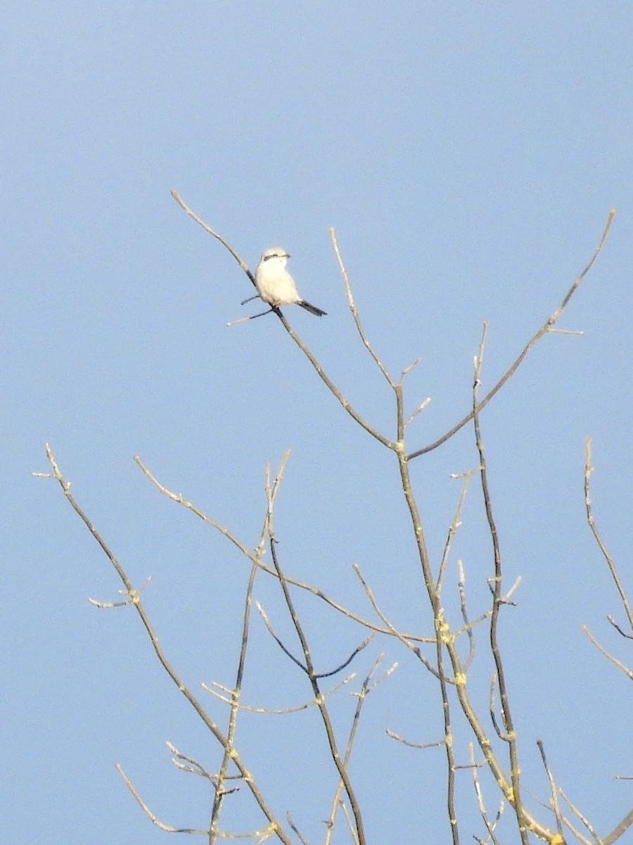 eBird Checklist - 6 Nov 2023 - Fern Ridge WMA--Royal Unit (Royal ...