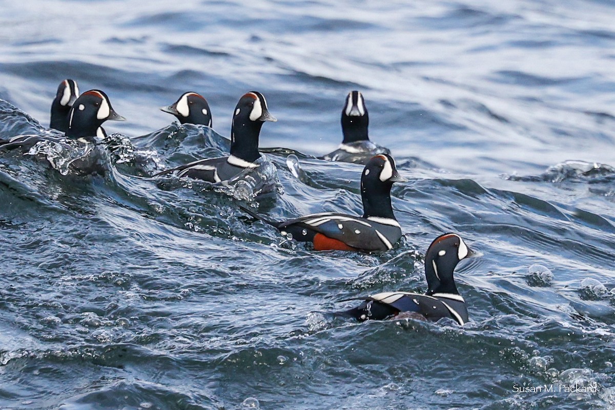 eBird Checklist - 6 Nov 2023 - Halibut Point SP - 37 species