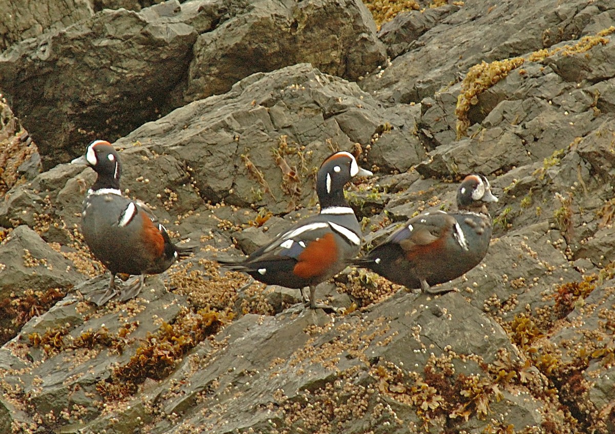eBird Checklist - 15 Sep 2006 - Shemya Island--Eareckson AS (restricted ...