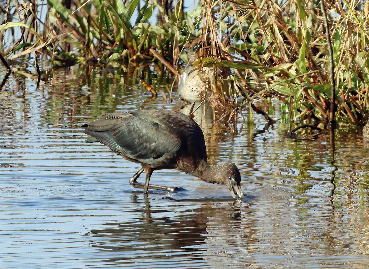 eBird Checklist - 6 Nov 2023 - Bombay Hook National Wildlife Refuge ...
