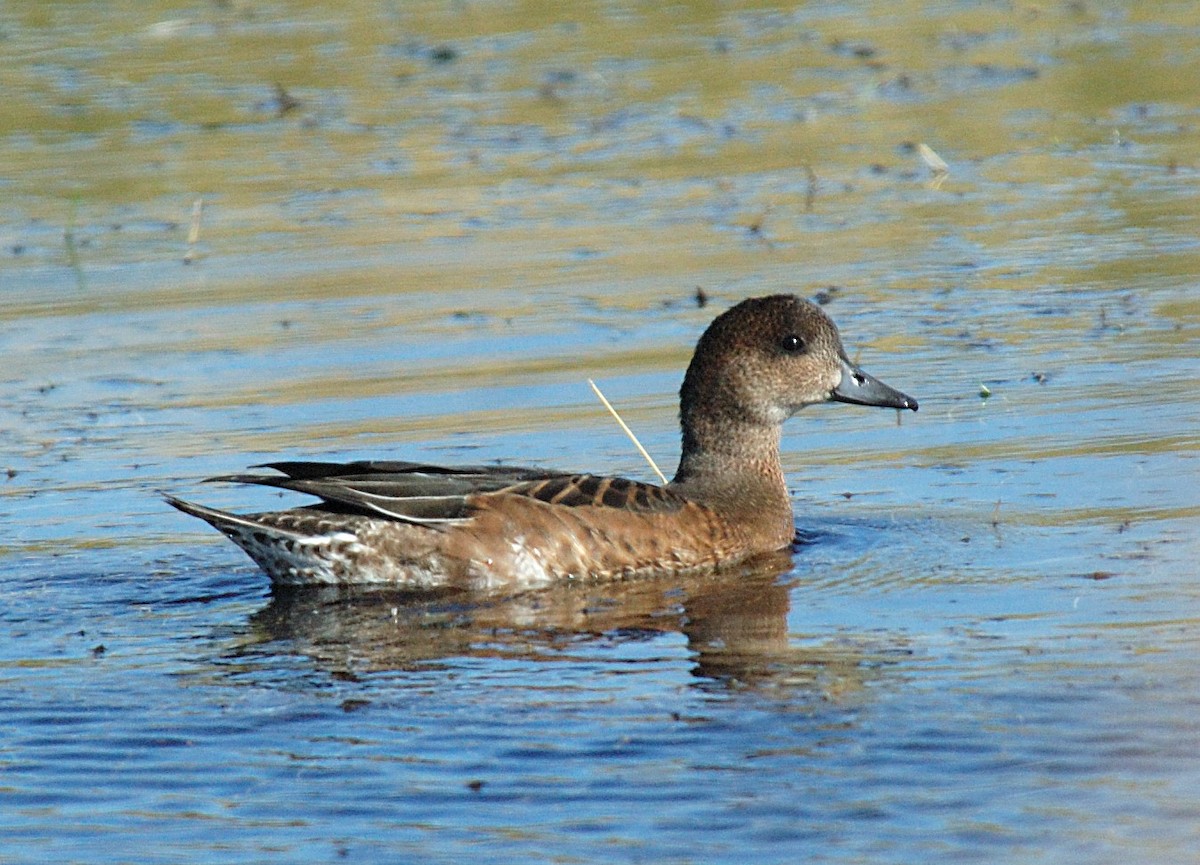 eBird Checklist - 16 Sep 2006 - Shemya Island--Eareckson AS (restricted ...