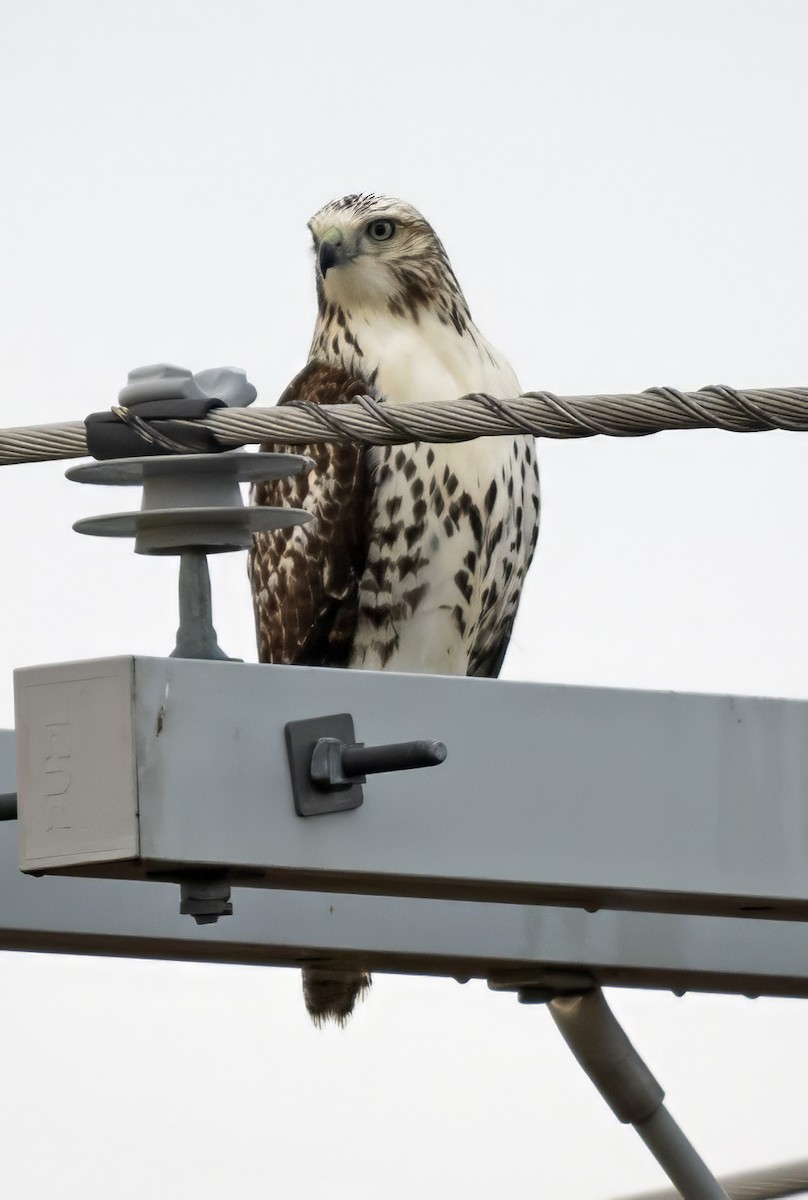 eBird Checklist - 6 Nov 2023 - Eureka Lake oxbow - 2 species