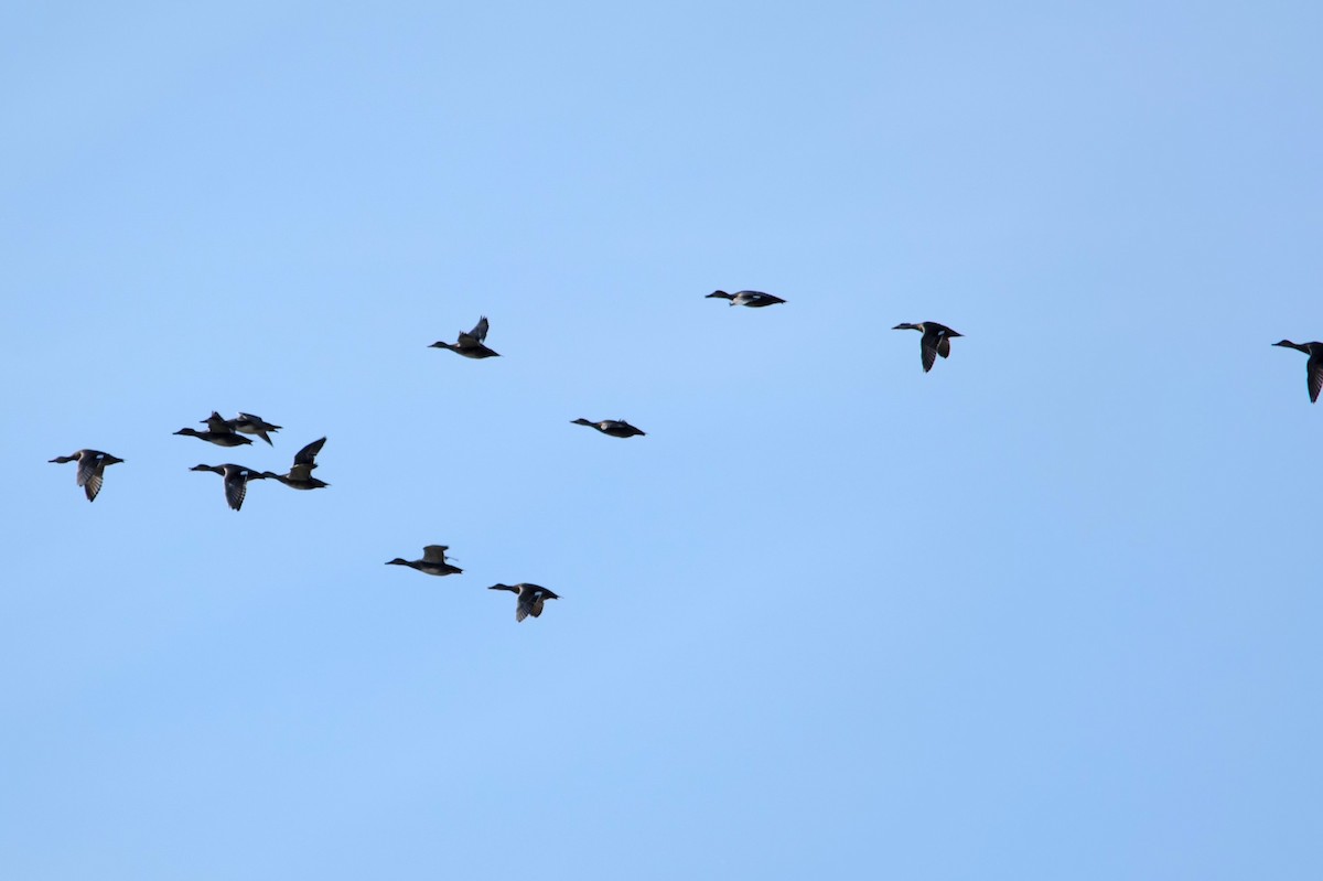 eBird Checklist - 6 Nov 2023 - FermiLab (DuPage Co.) - 36 species