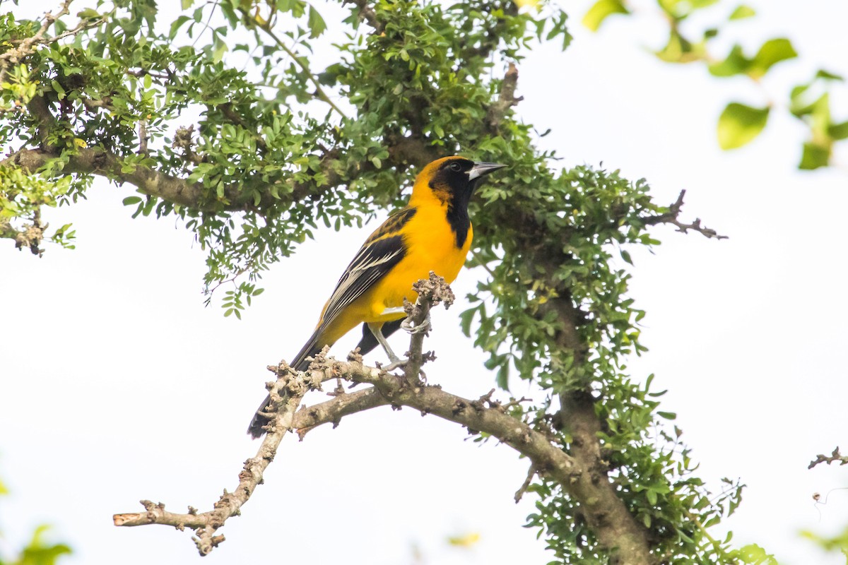 eBird Checklist - 6 Nov 2023 - National Butterfly Center--General ...