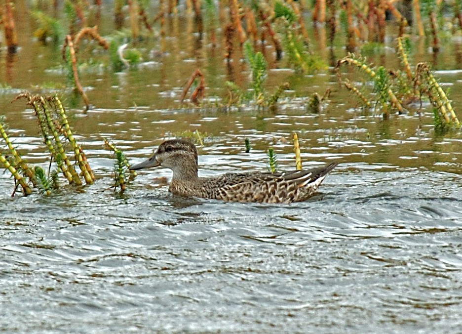 eBird Checklist - 25 Sep 2006 - Shemya Island--Eareckson AS (restricted ...