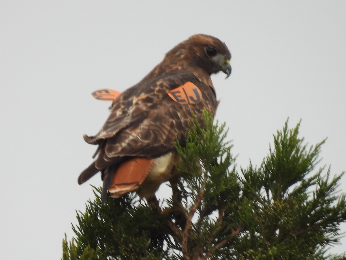 eBird Checklist - 6 Nov 2023 - Rose City Golf Course - 11 species (+1 ...