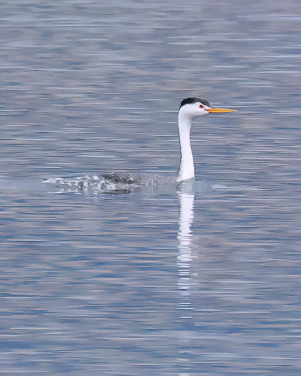 eBird Checklist - 6 Nov 2023 - Helena Regulating Reservoir - 7 species