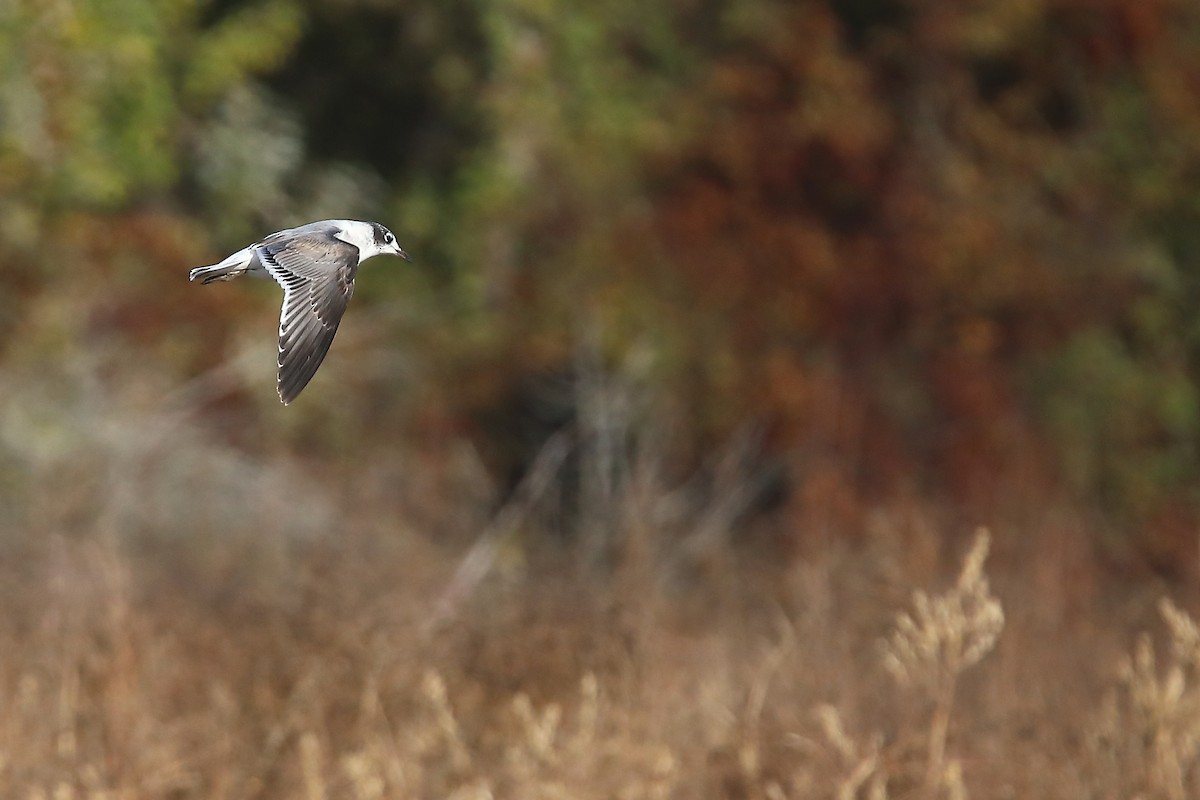 eBird Checklist - 5 Nov 2023 - Tennessee NWR--Duck River Unit--Blue ...