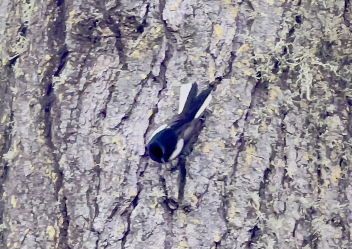 eBird Checklist - 5 Nov 2023 - Pt. Reyes--Fish Docks (DO NOT INCLUDE ...