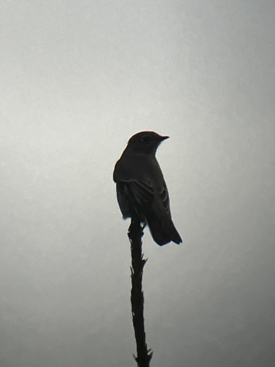 eBird Checklist - 6 Nov 2023 - Miller SP--Pack Monadnock - 25 species ...