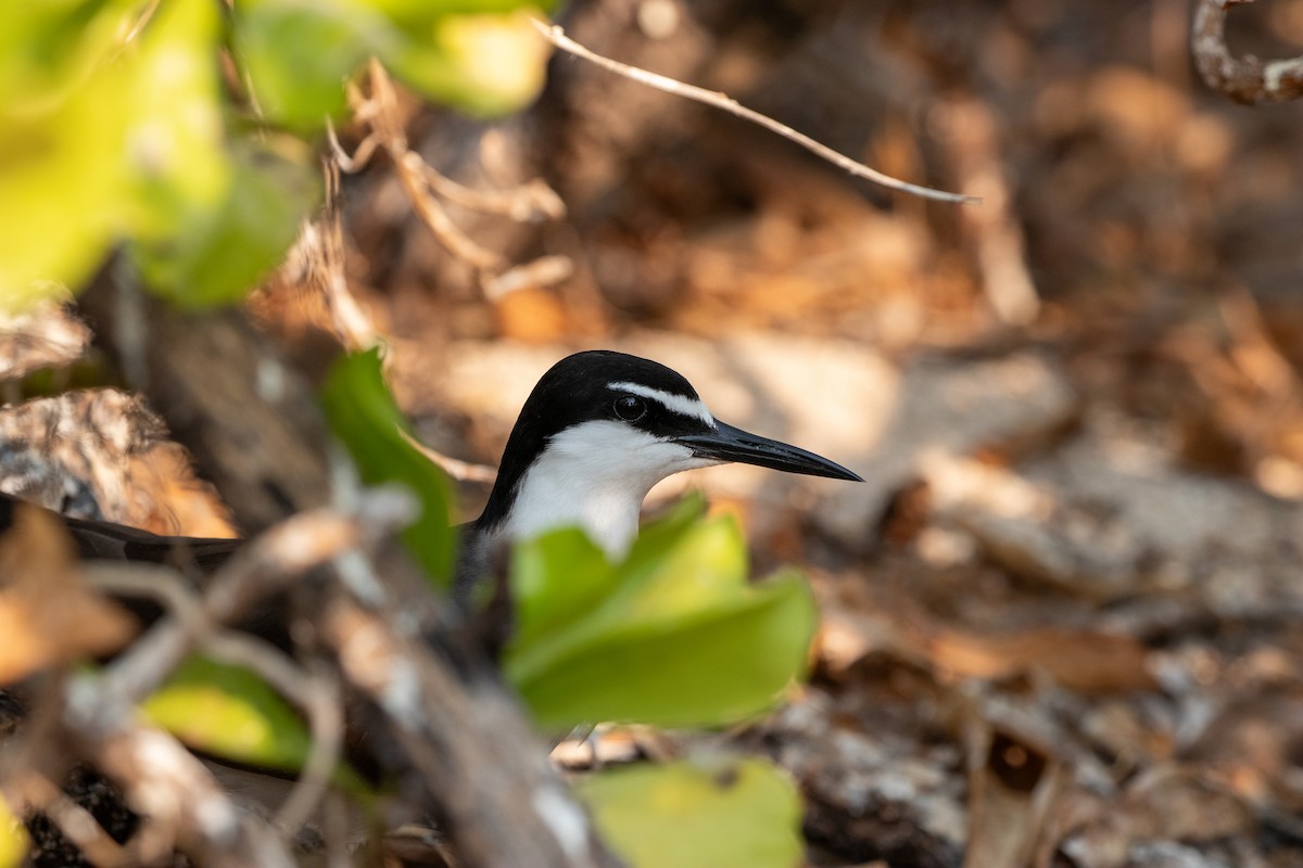 eBird Checklist - 31 Oct 2023 - Browse Island (Timor Sea) - 22 species ...