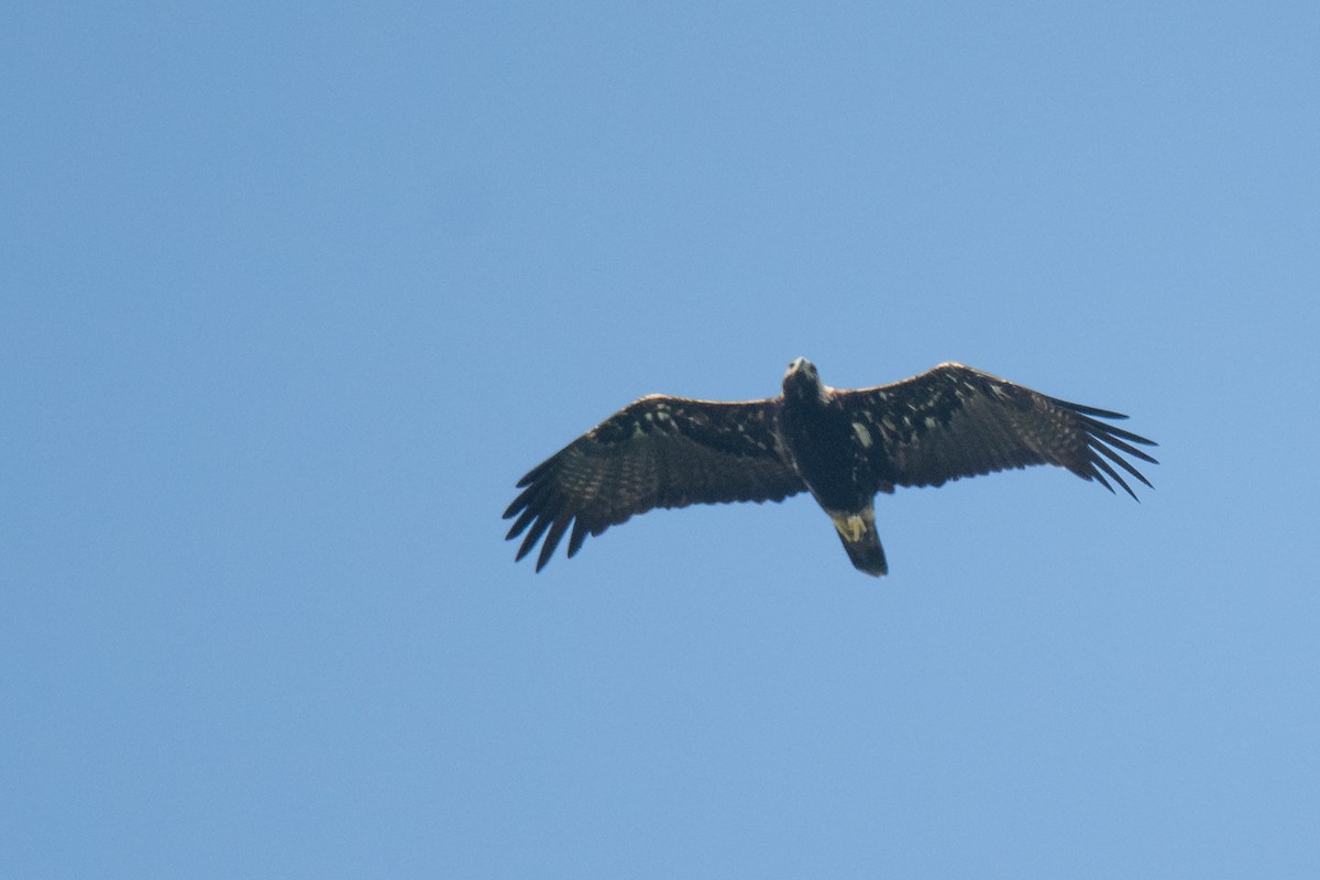 eBird Checklist - 7 Nov 2023 - Al Maha Forest--Pivot Fields (no access ...