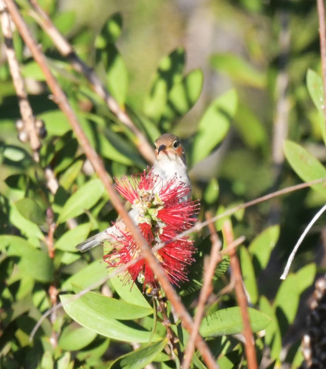 eBird Checklist - 7 Nov 2023 - Tamboon Road, Tamboon, Victoria, AU (-37 ...