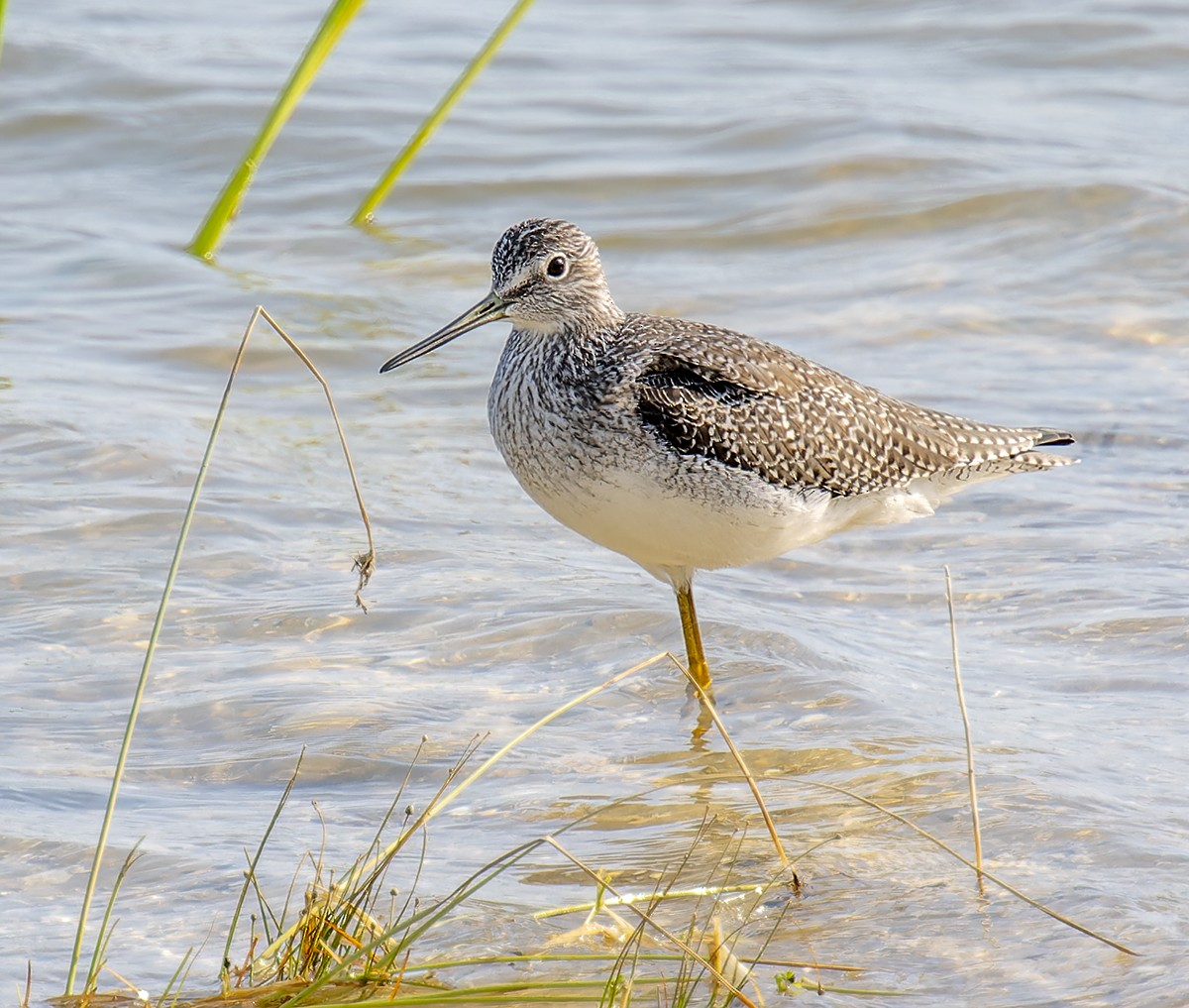 eBird Checklist - 6 Nov 2023 - Sunset Park at Babcock Ranch - 13 species