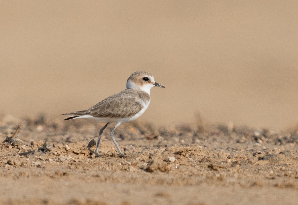 eBird Checklist - 7 Nov 2023 - Al Maha Forest--Pivot Fields (no access ...