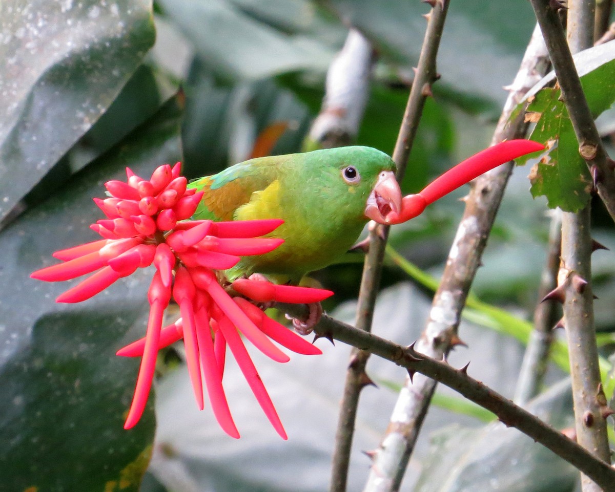 eBird Checklist - 20 Oct 2023 - Canopy Lodge - 14 species (+1 other taxa)