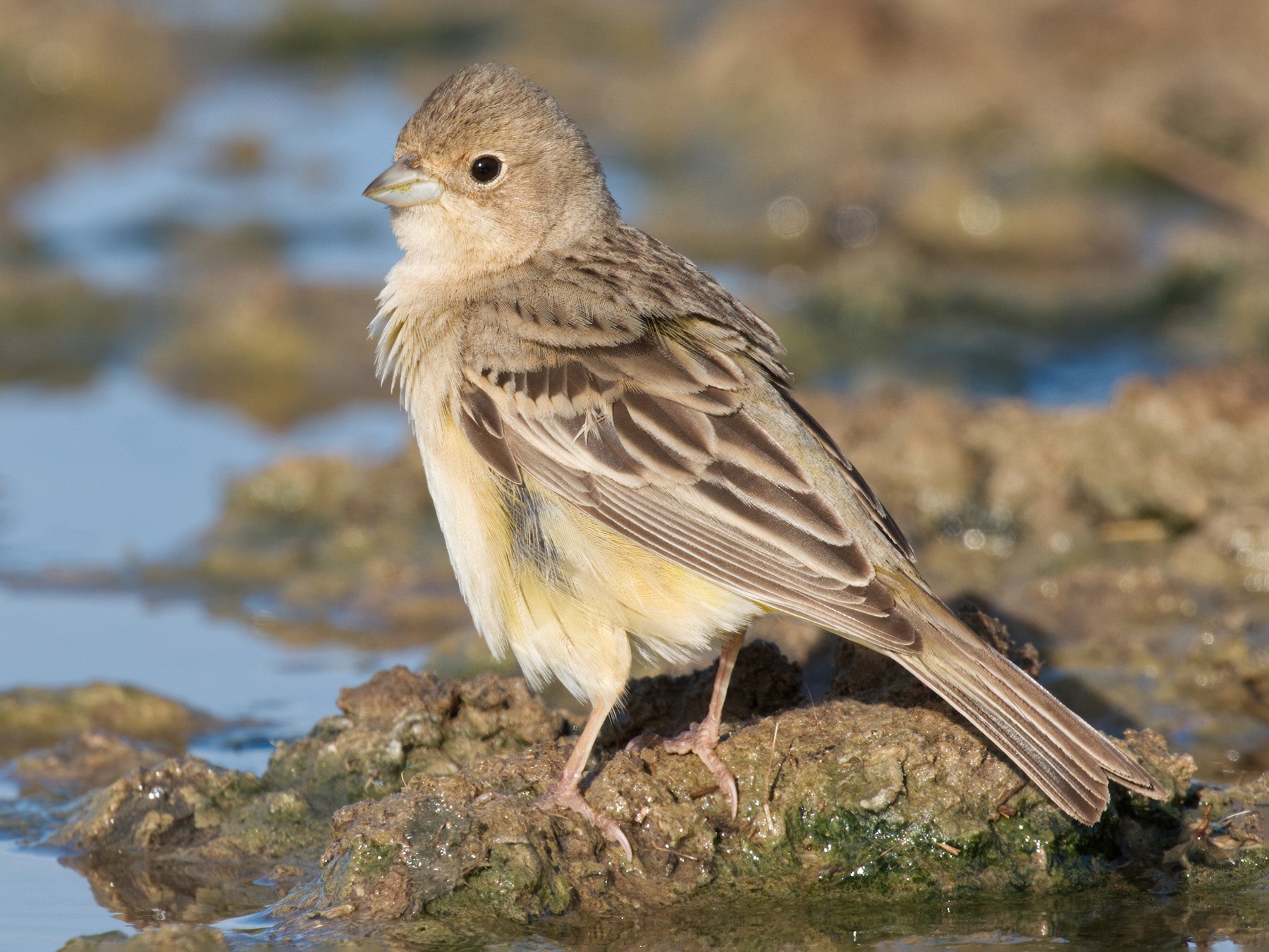 Red-headed Bunting - eBird