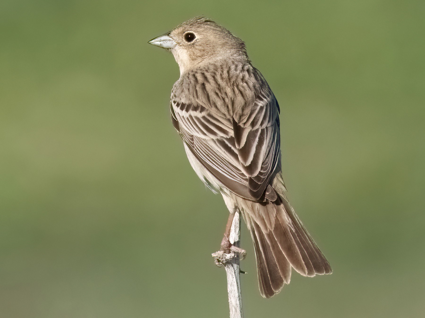 Red-headed Bunting - eBird
