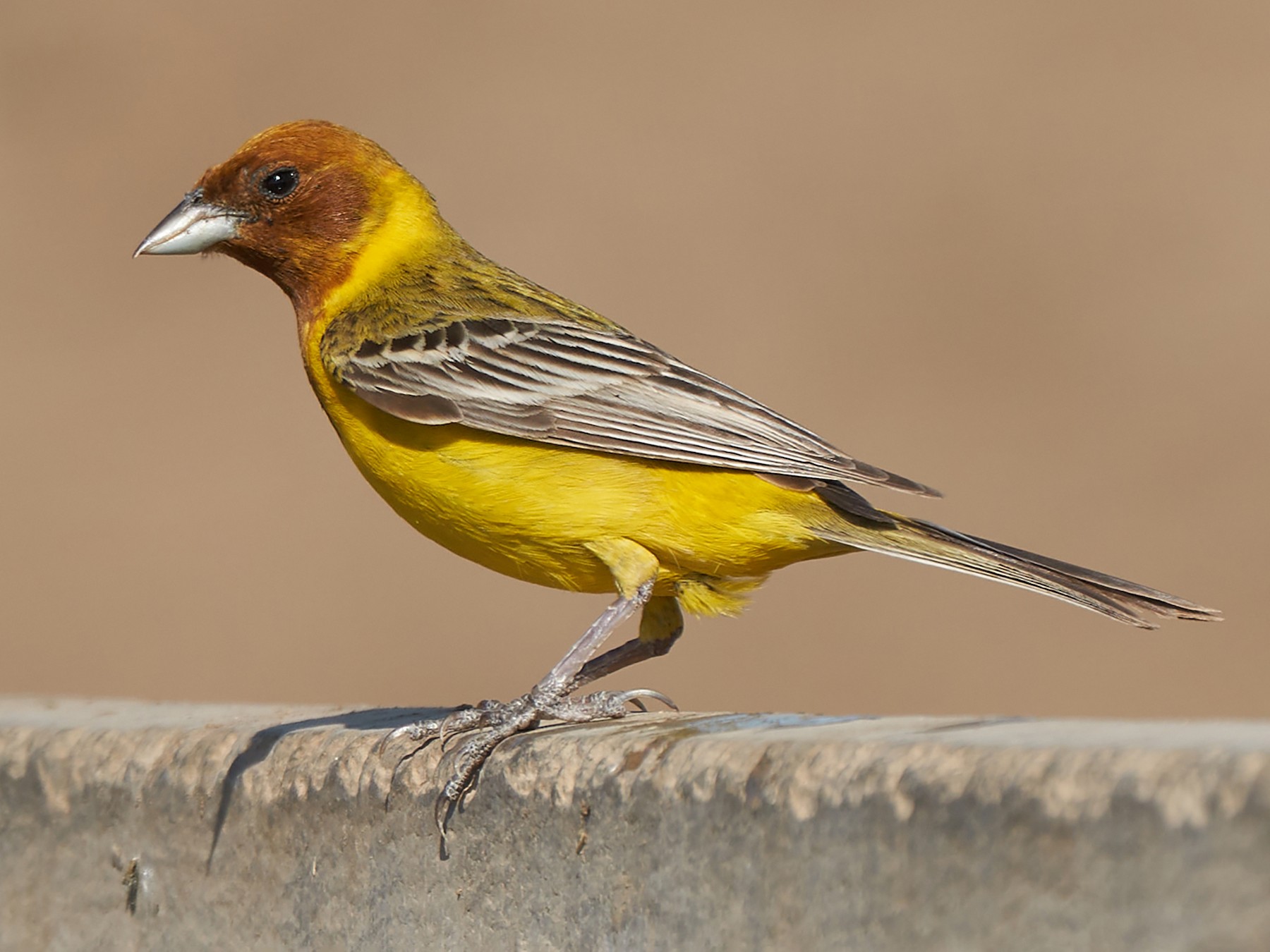 Red-headed Bunting - eBird