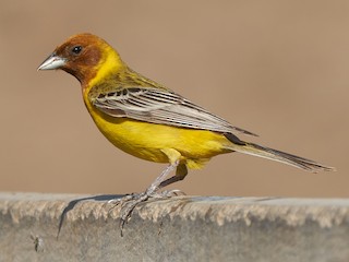 Red-headed Bunting - eBird
