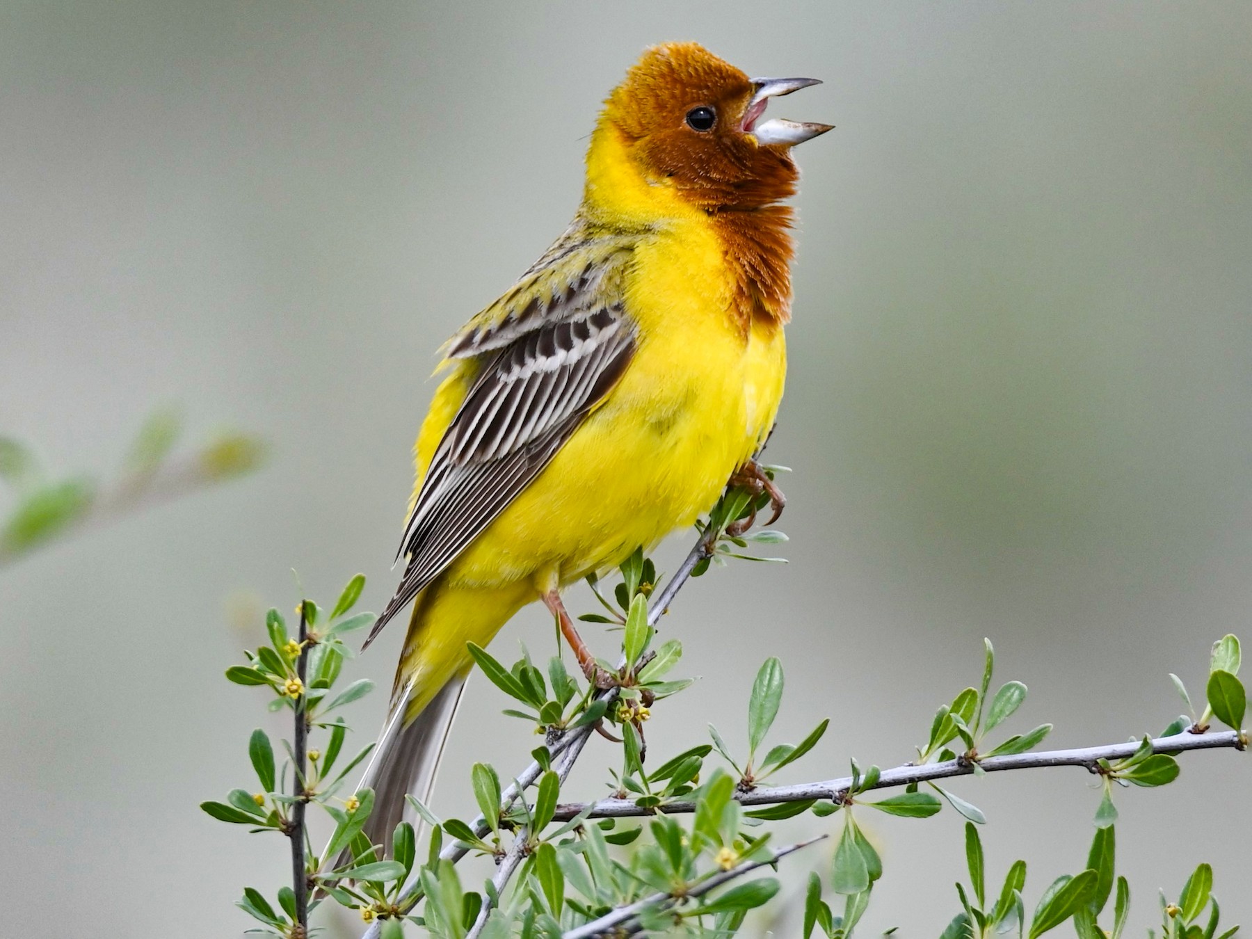 Red-headed Bunting - eBird