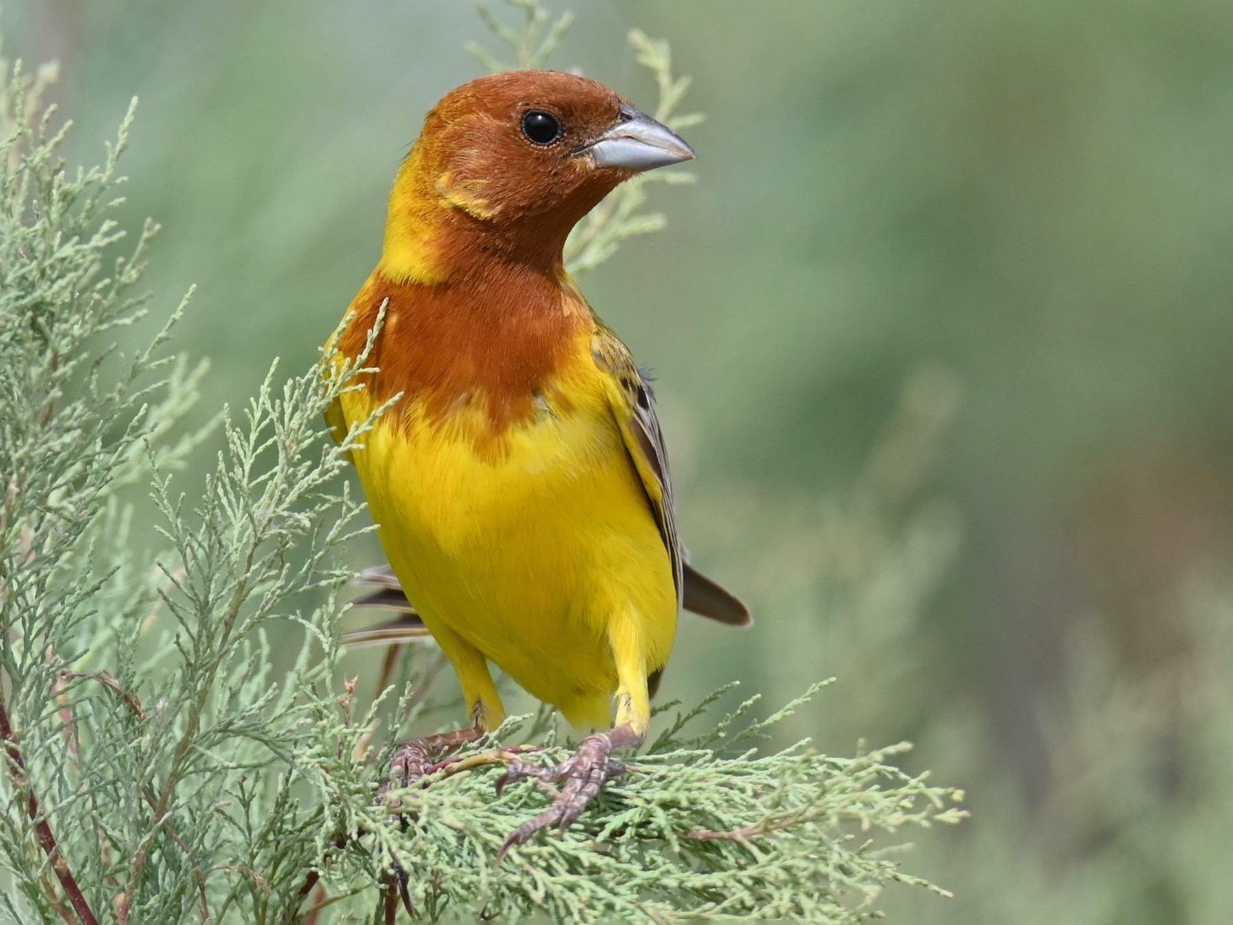 Red-headed Bunting - eBird