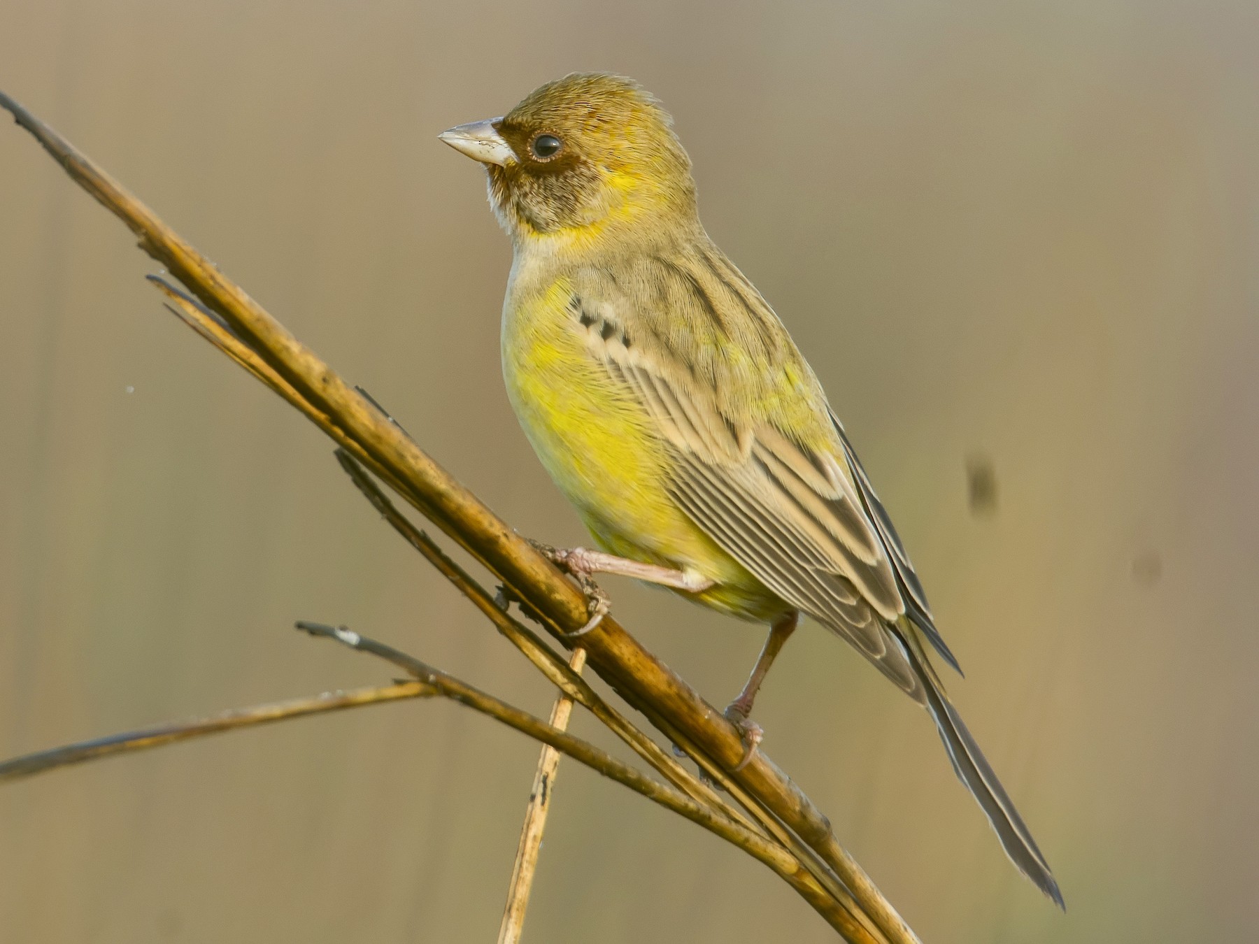 Red-headed Bunting - eBird