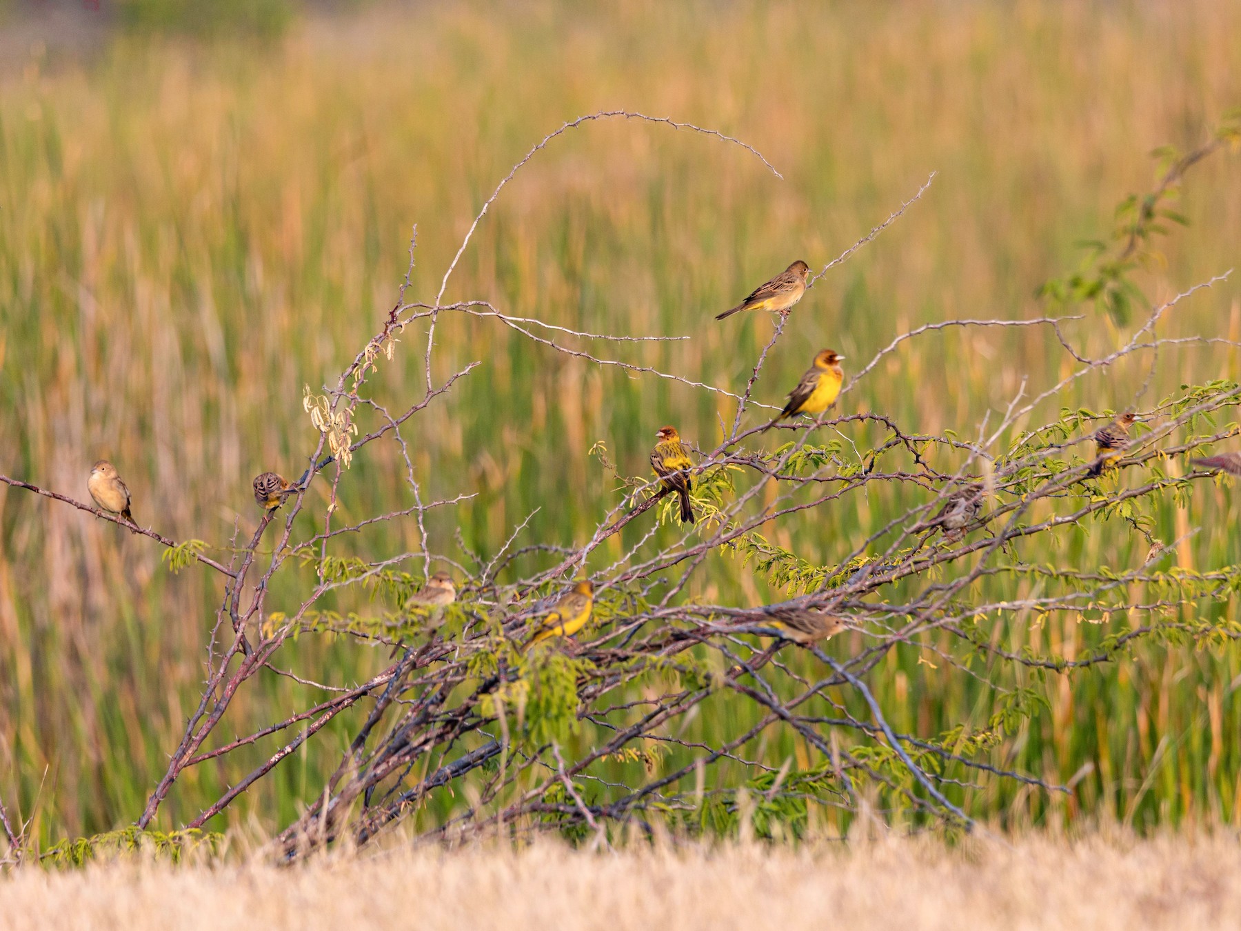 Red-headed Bunting - eBird