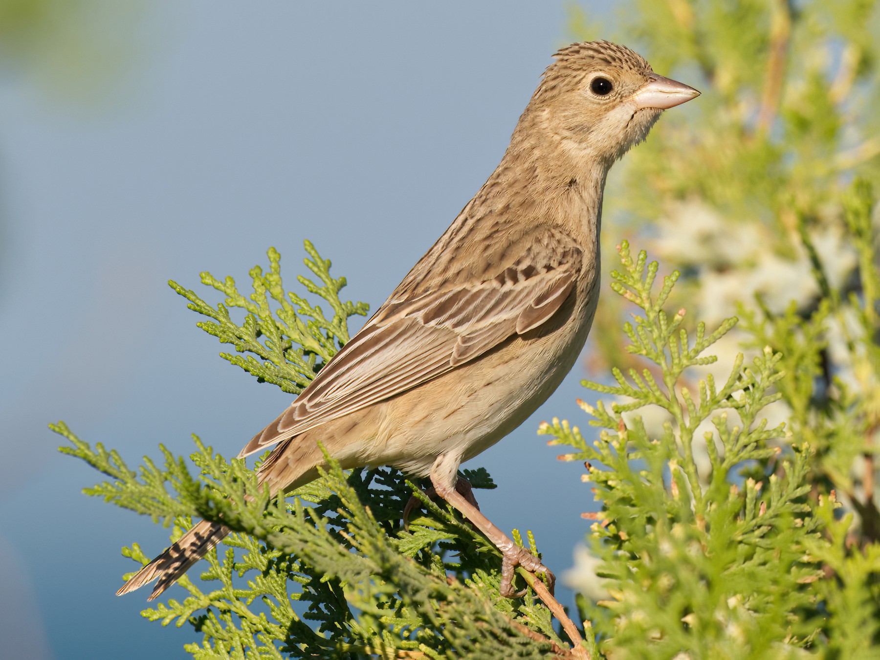 Red-headed Bunting - eBird